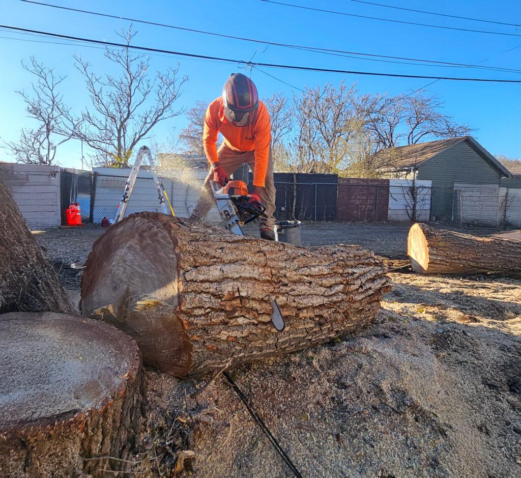Tree & Debris Removal & Haul Away in Cherry Creek, CO Cherry Creek, CO ...