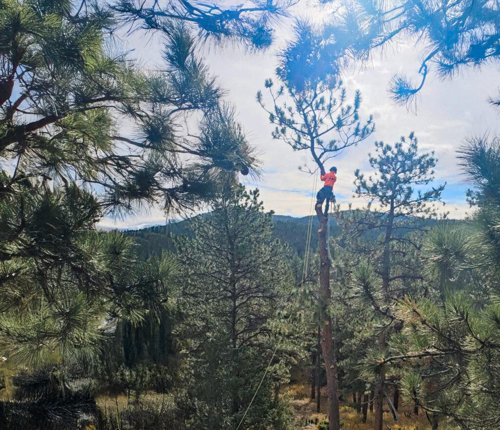 Fire Mitigation in Colorado Colorado - Devora Tree Services