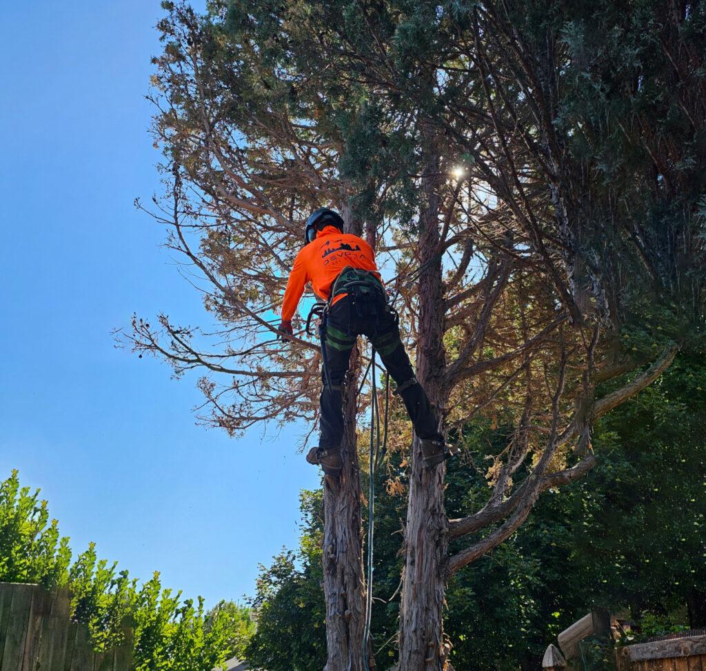 Tree Trimming and Pruning in Greenwood Village, CO Greenwood Village ...